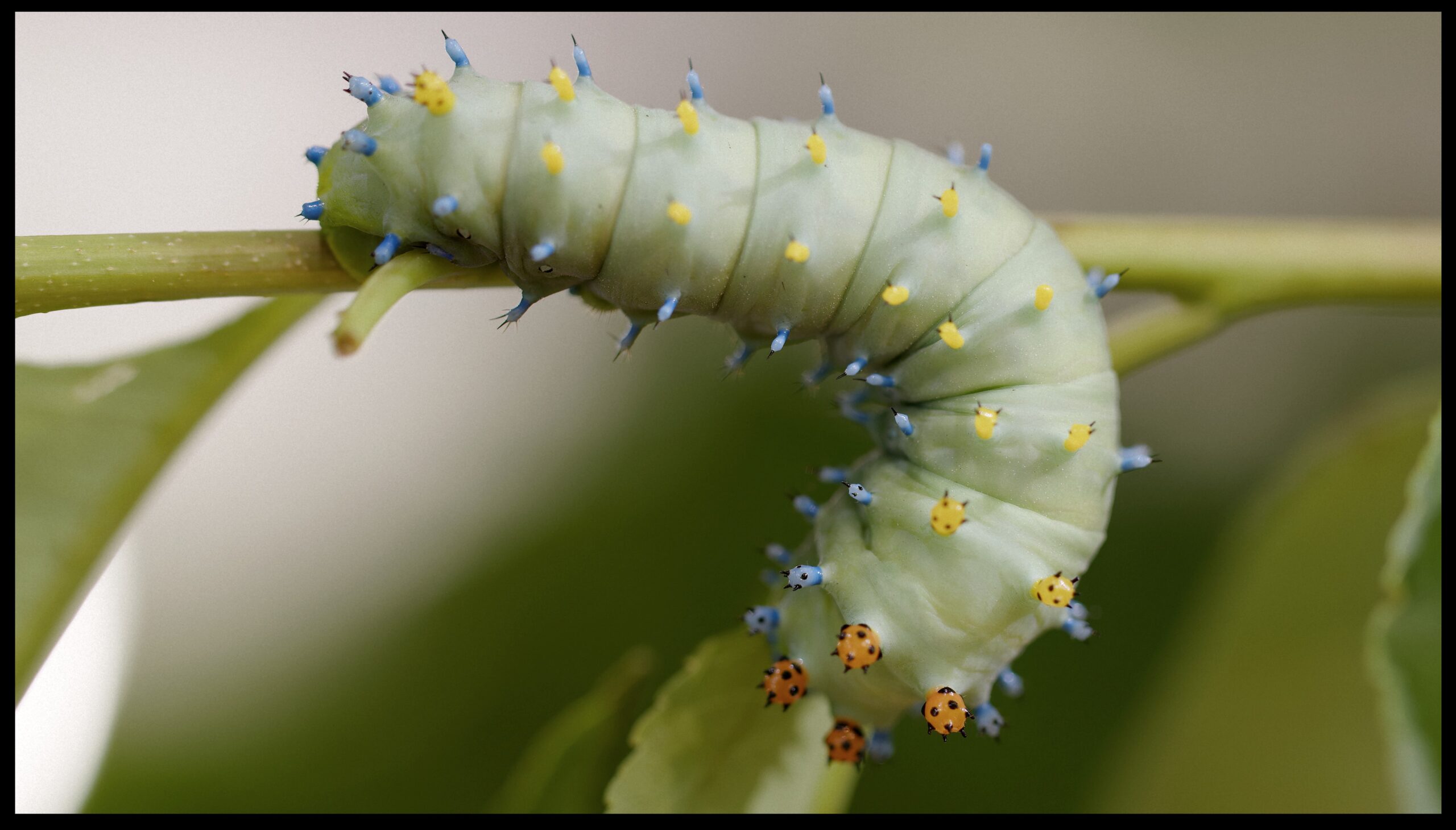 TVO’s ‘The Extraordinary Caterpillar’ Explores the Secret Lives of ...